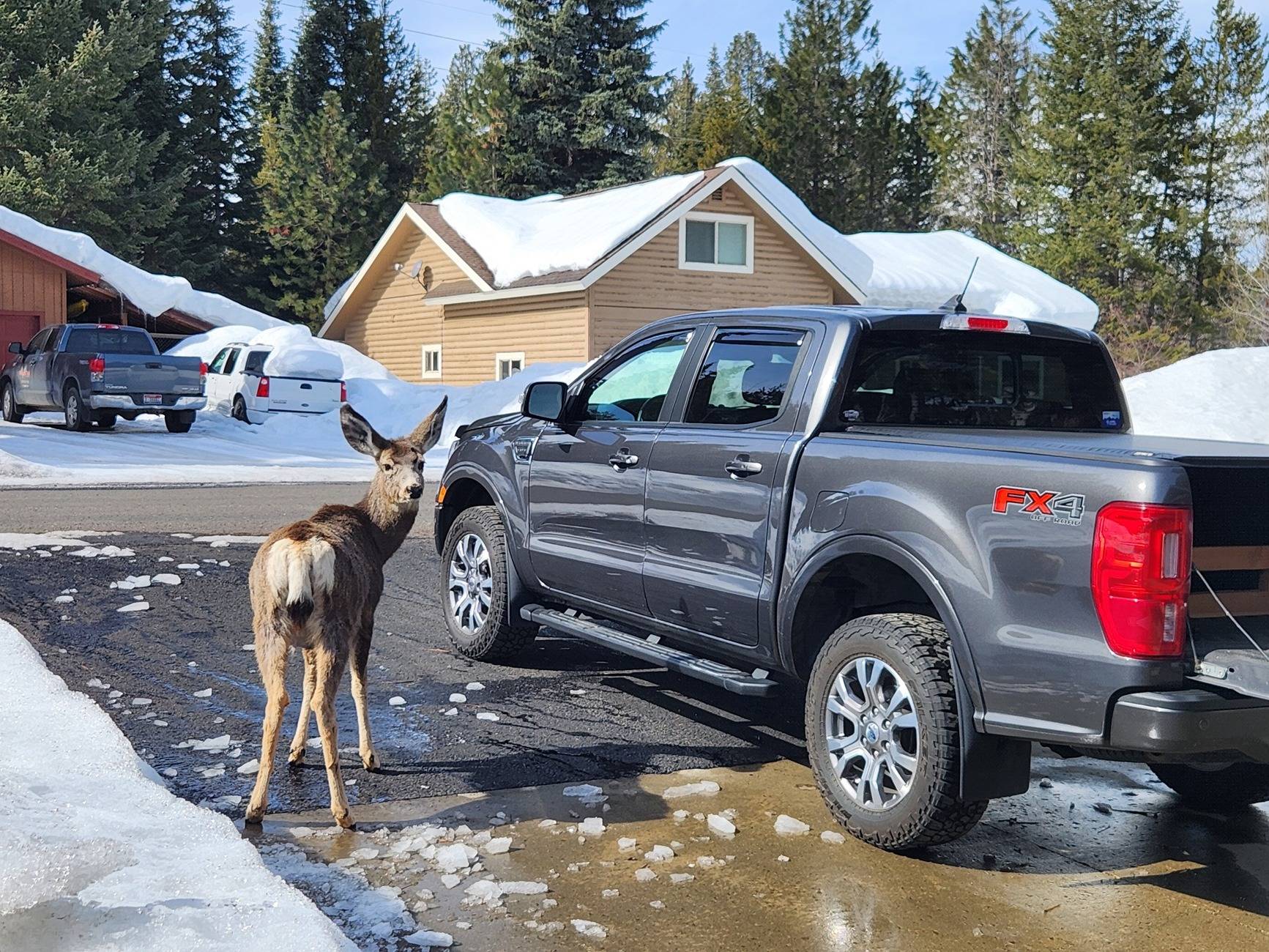 Rangers in SNOW | Page 81 | 2019+ Ford Ranger and Raptor Forum (5th ...