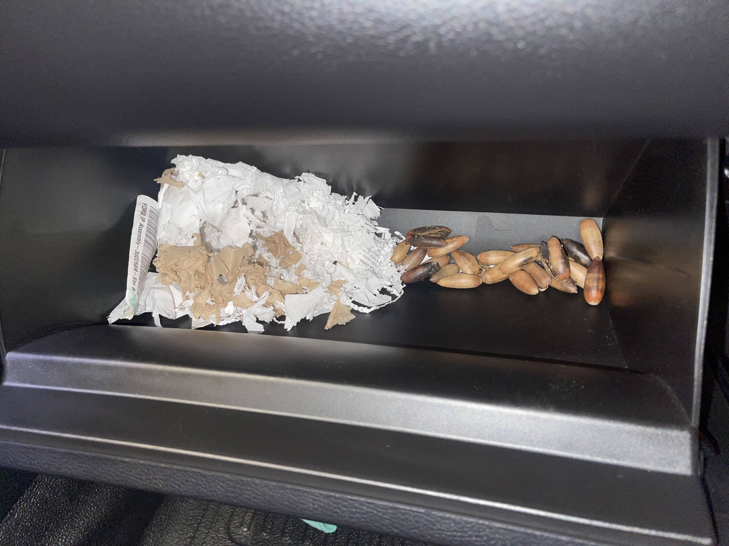 Closing Down Rodent Highway! | 2019+ Ford Ranger and Raptor Forum (5th ...