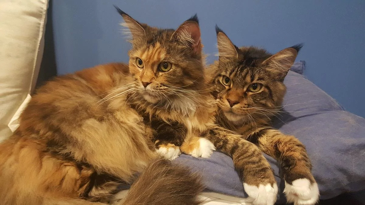 Show Me Your Kitties! | 2019+ Ford Ranger and Raptor Forum (5th ...
